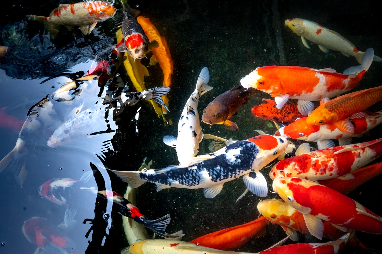 Koi kapry – ako chovať okrasné japonské kapry? | Fera.sk