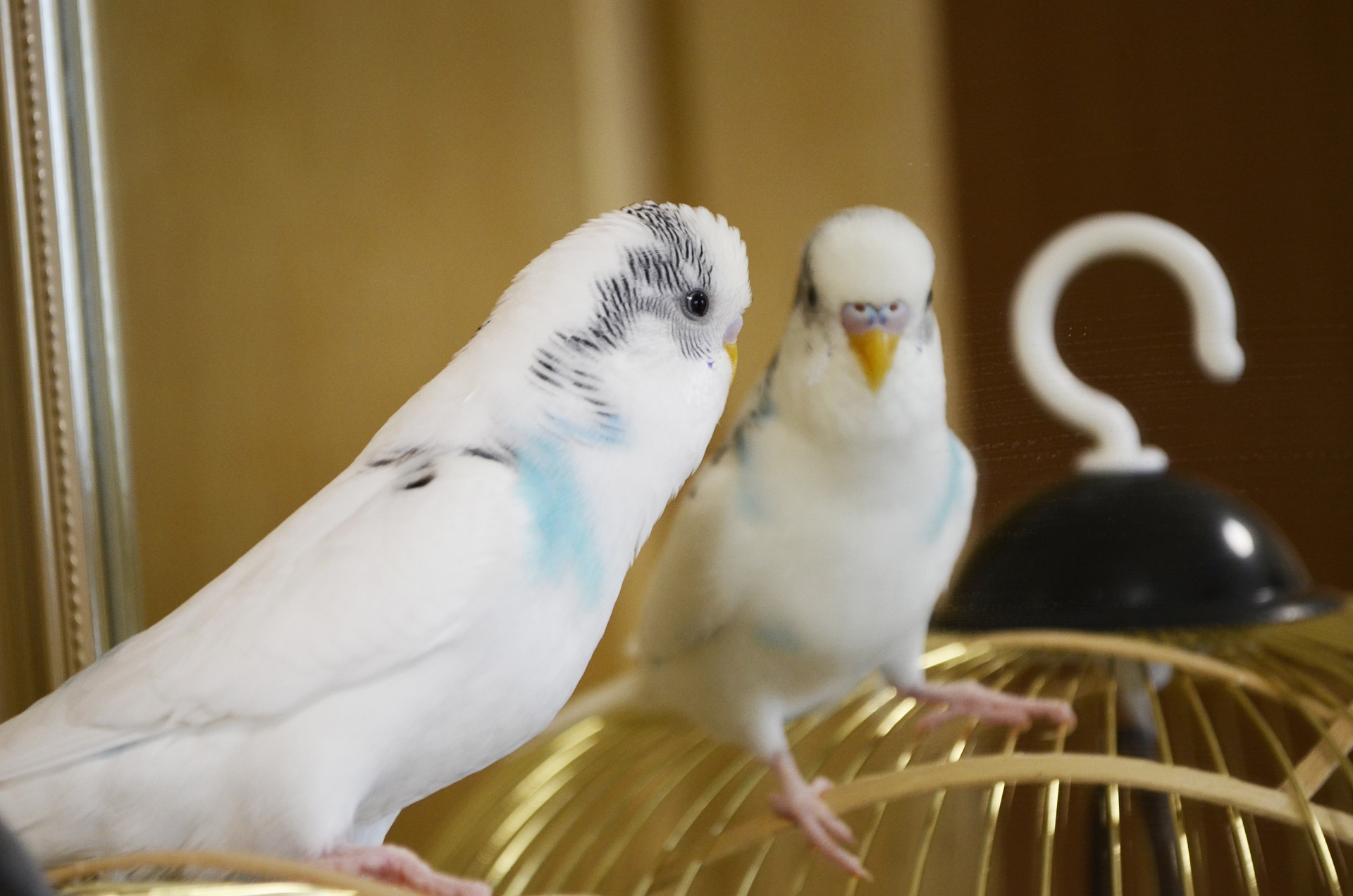 Andulka - čím sa živí? Ako často ju kŕmiť? Koľko rokov sa dožíva? | Fera.sk